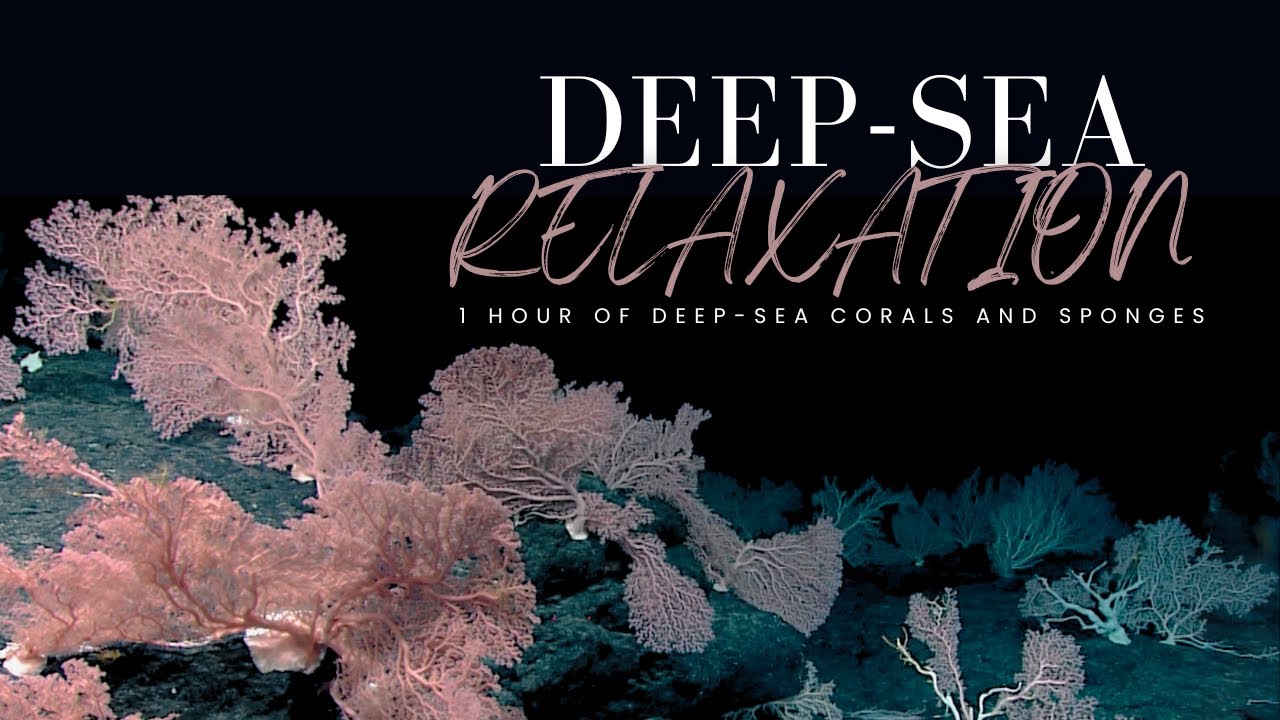 1-Hour Deep-Sea Relaxation: Corals and Sponges - YouTube