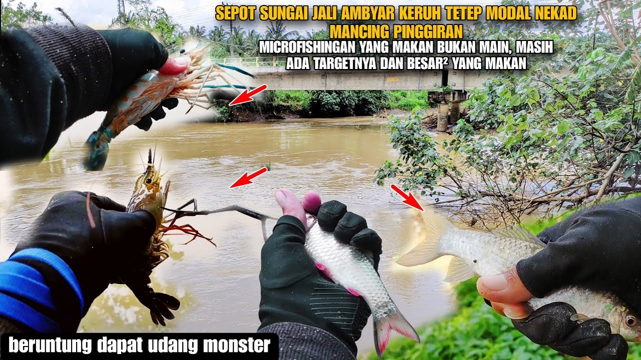 2 Hari nekad mancing beruntung dapat udang galah monster - YouTube