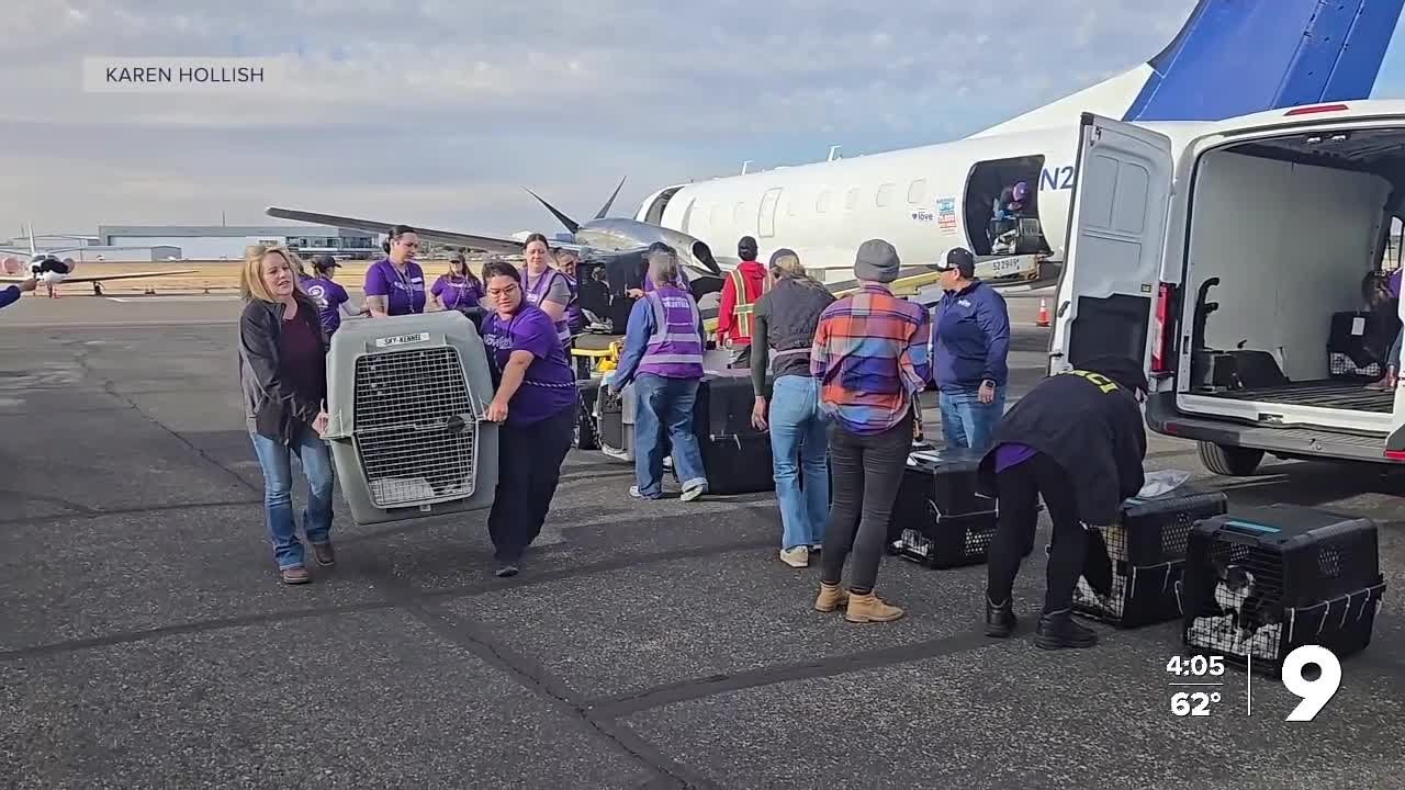 HSSA, PACC take in dozens of displaced dogs affected by LA fires - YouTube