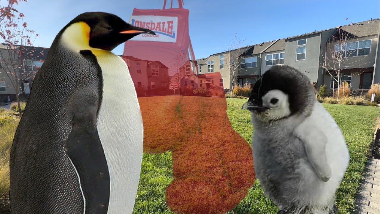 Baby penguin training - YouTube