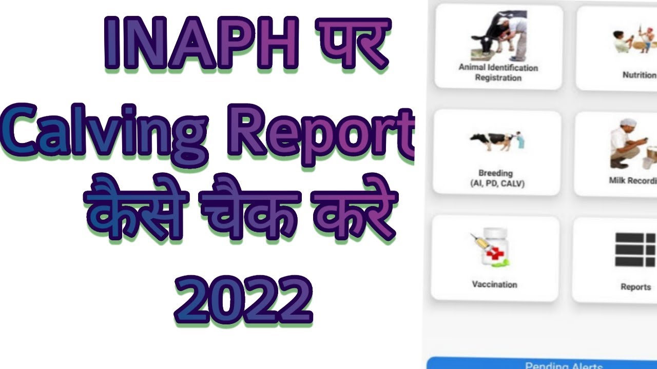 INAPH Nddb How to check Calving report INAPH पर Calving कैसे चैक करे ...