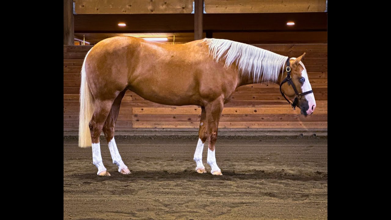 ⭐️SOLD Gorgeous 3 yo Mare on track! 💎Gunnergirllovesbling💎 2021 ...
