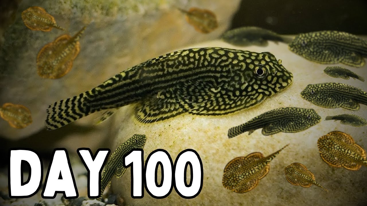 Breeding Hillstream Loaches - How Many in 100 Days? - YouTube