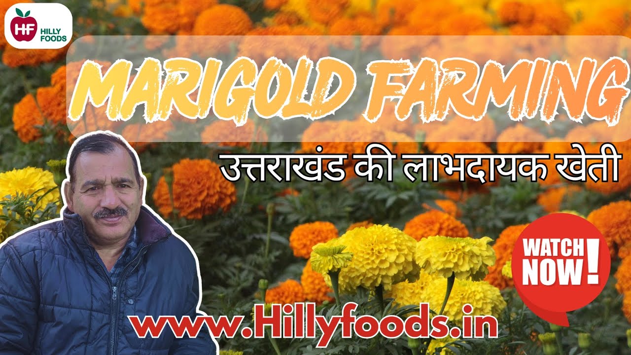 Marigold Farming | गेंदे की खेती | Easy & Profitable Flower Farming ...