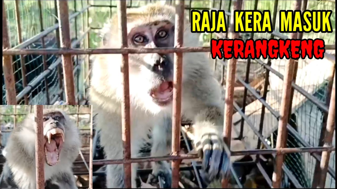 RAJA KERA MASUK KERANGKENG DI SIGEUDOK HILL. - YouTube