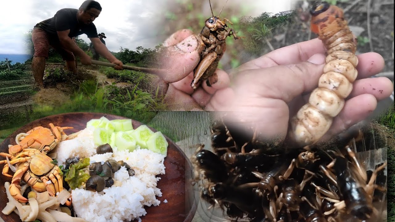 Season of Bizare Naga Delicacy and Traditional method of Rice farming ...