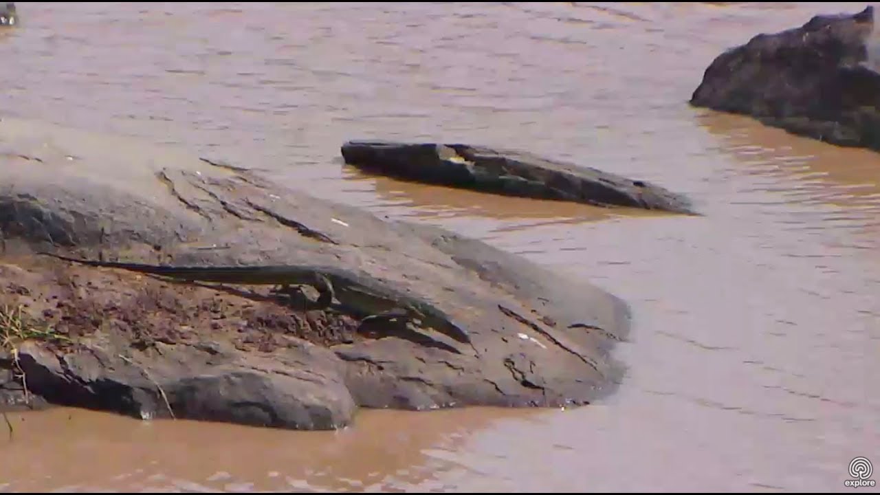 Nile Monitor at Africa Watering Hole cam. 10 July 2017 - YouTube