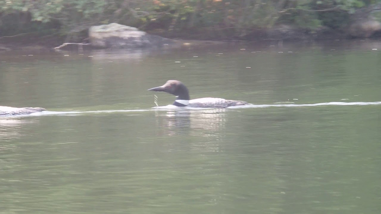 Loons on Raymond Pond - YouTube