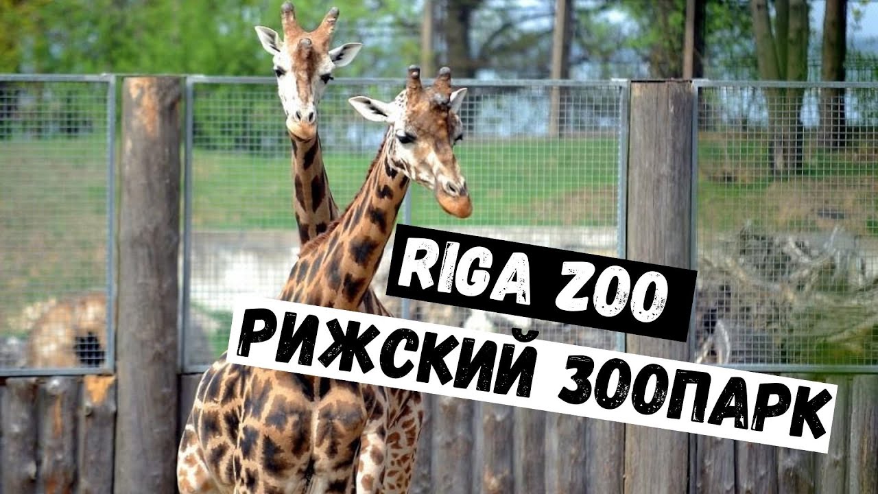 RIGA ZOO/ Rīgas zooloģiskais dārzs/ РИЖСКИЙ ЗООПАРК - YouTube