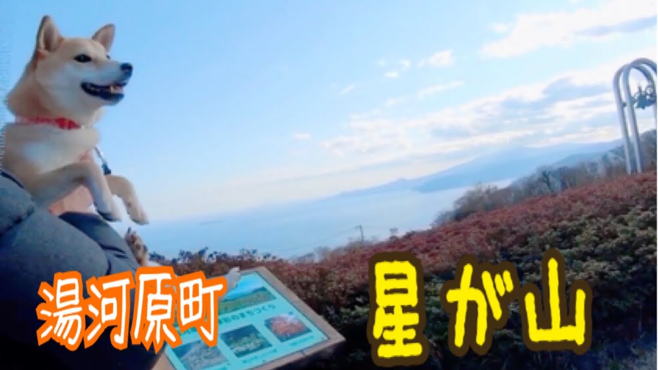 【柴犬 もみさん】(犬旅) 神奈川県 湯河原町の星が山をお散歩 ドライブ♡ Shiba Inu Momisan walks on the ...