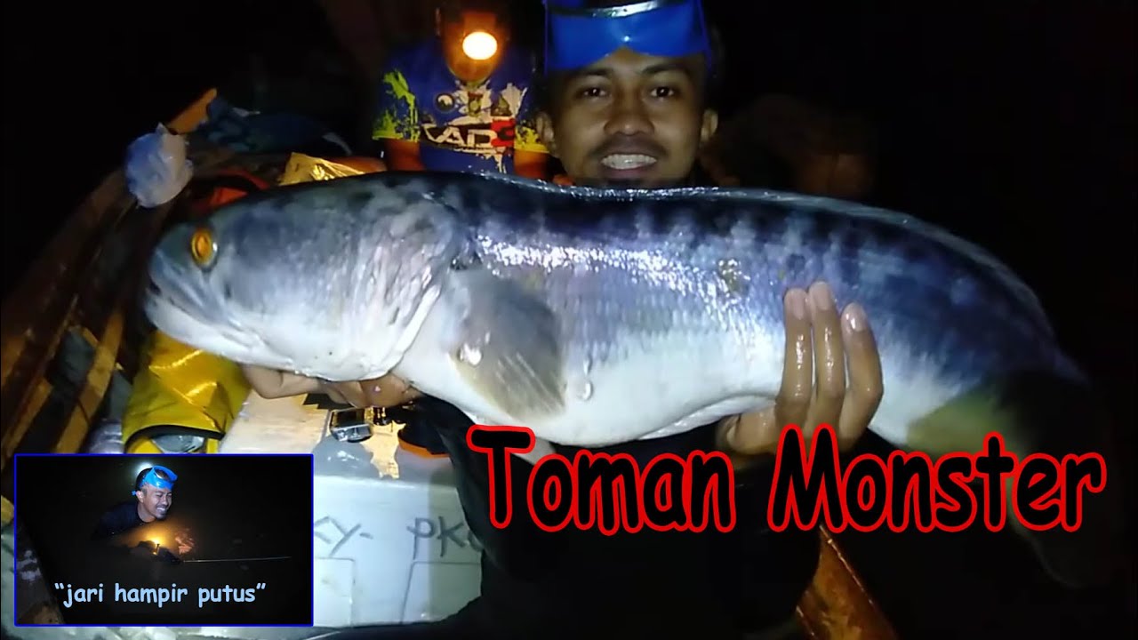 Toman Monster... Rekor Sepanjang Sejarah Spearfishing || "Hampir saja ...