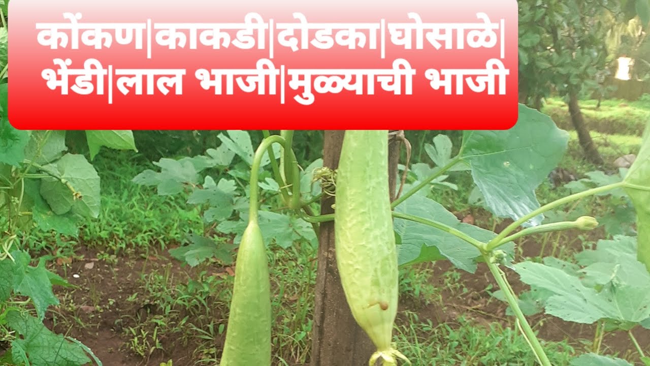 कोकणातील काकडी|दोडकी|गोसाळी|लाल भाजी|मुळा|Kakdi|Dodki|Gosali|lal bhaji ...