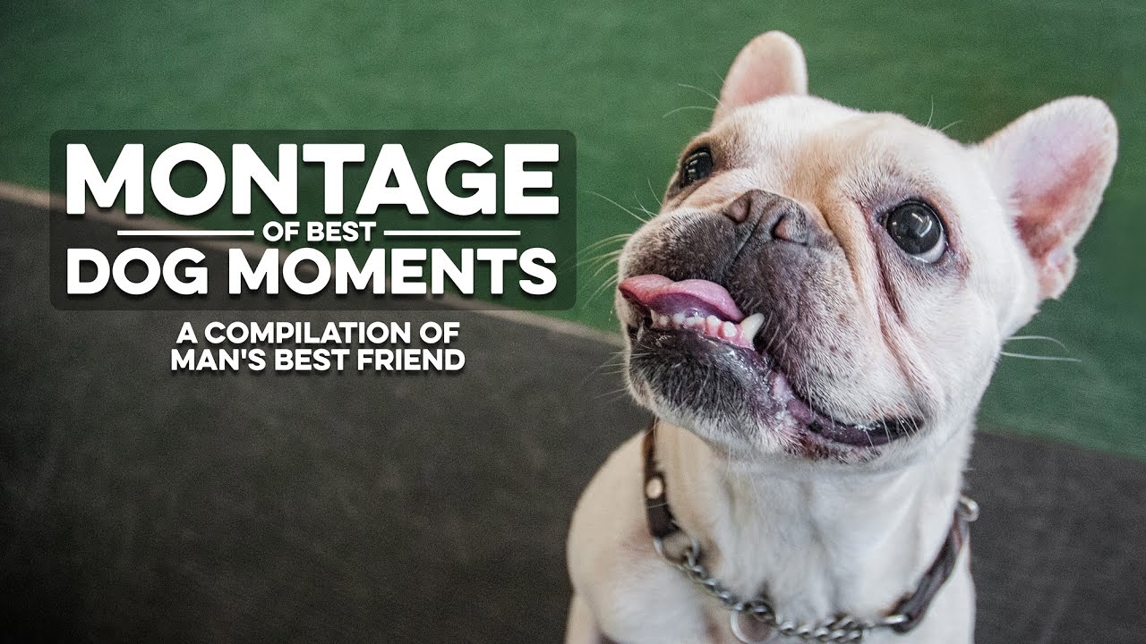 Montage of Best Dog Moments - A Compilation of Man's Best Friend - YouTube