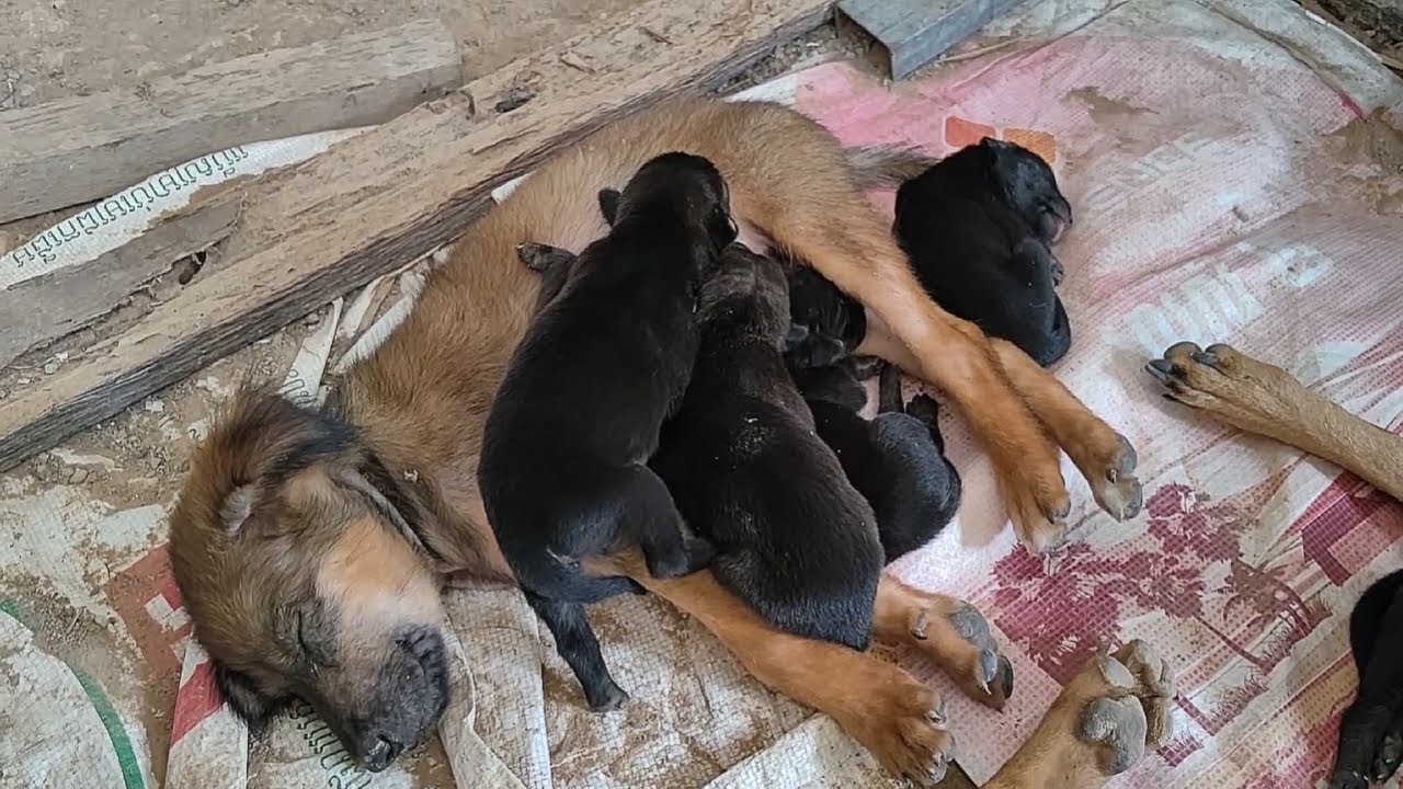 Baby Puppies And Puppy DoDo Are Friendly And Like To Sleep Together ...