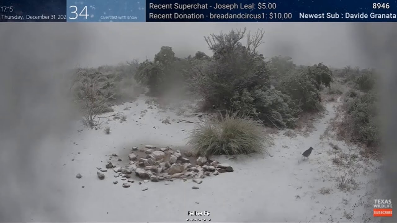 Texas Roadrunner in the Snow TWC San Angelo, TX #ROADRUNNER #SNOW # ...