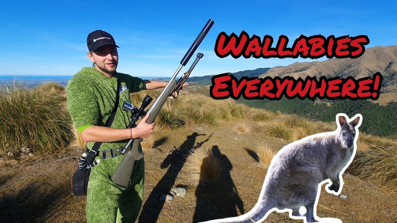 Hunting Wallabies in Canterbury New Zealand | Winter Roadie Part 5 ...