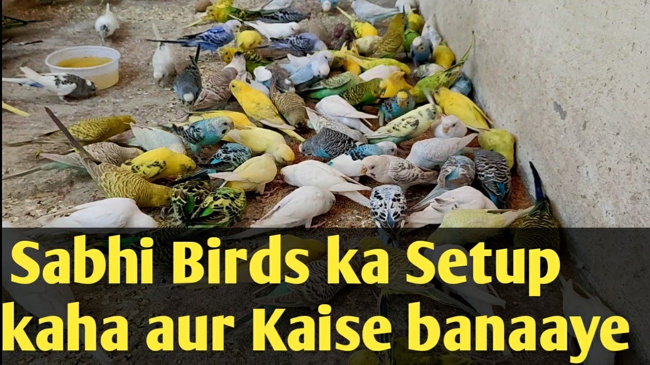 Koi bhi Birds Colony Setup kaha aur kaise banaya jaaye - YouTube