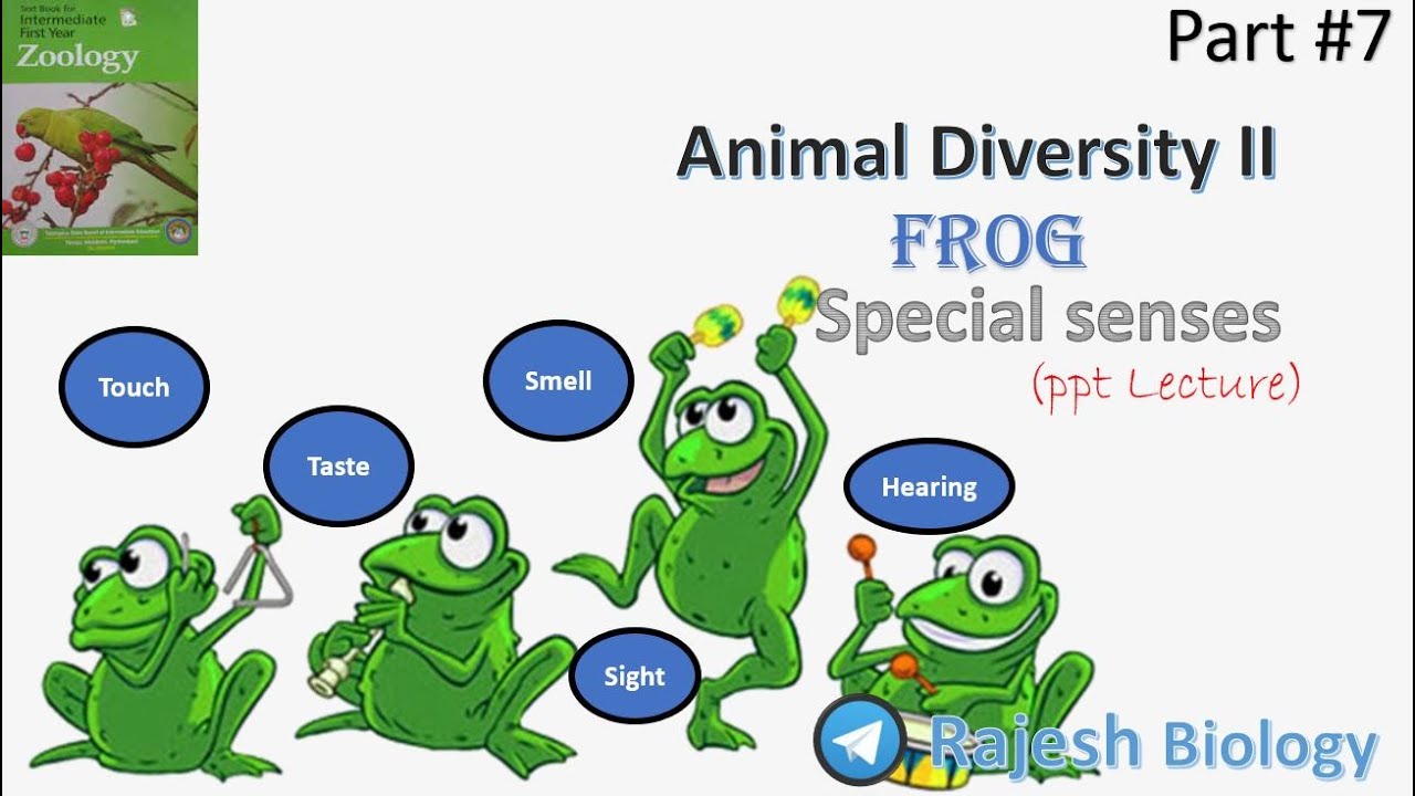 Frog | Special Senses | Animal Diversity II | part #7 | Rajesh Biology ...