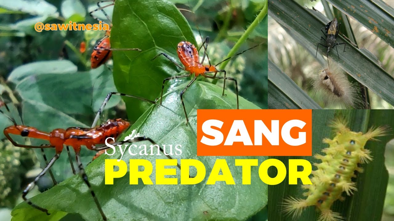 Sycanus Si Ahli Hisap Ulat Api || Obrolan Planter - YouTube