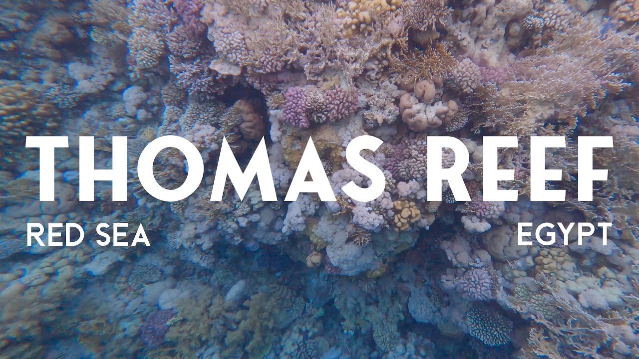 SCUBA DIVING @ THOMAS REEF - RED SEA - EGYPT - YouTube