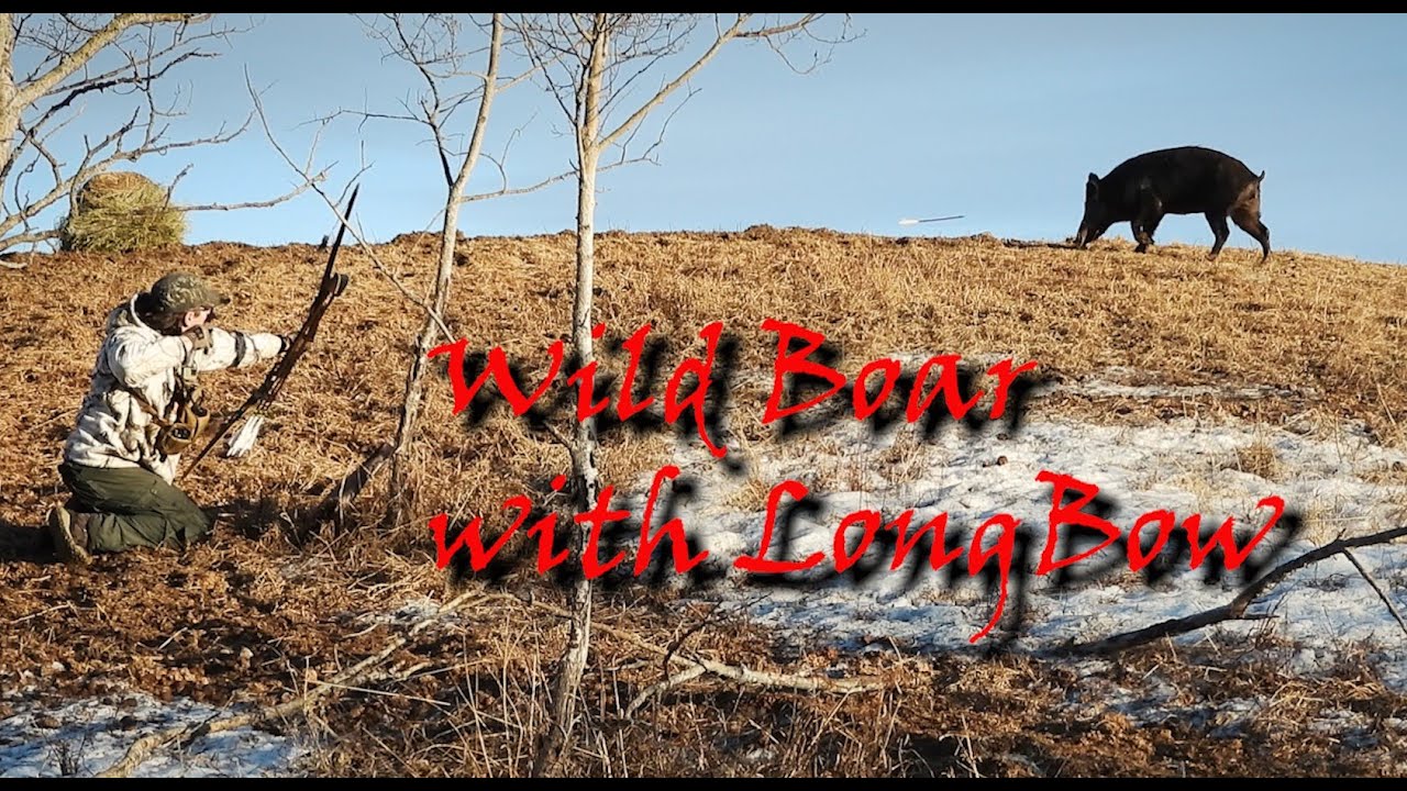 Wild Boar Bowhunting with LongBow PART 2 - YouTube