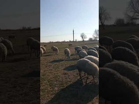 Tatallar cins heyvanlar satılır. Əlaqə üçün 050-316-37-73