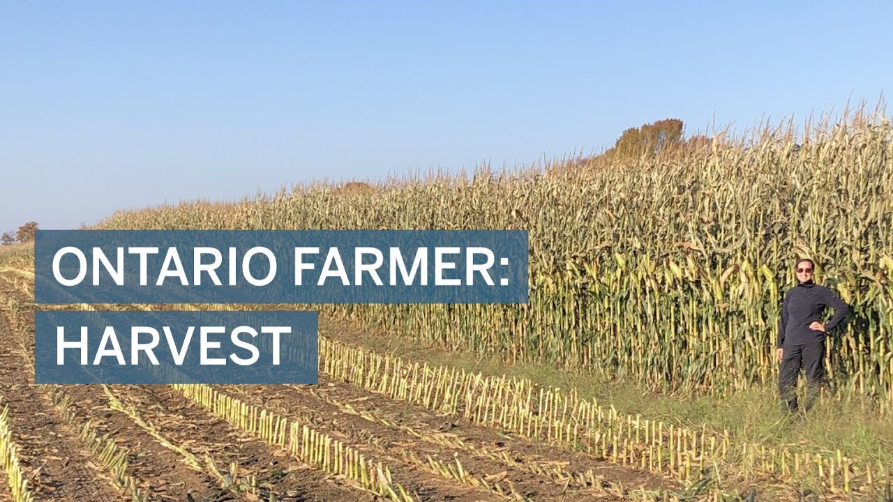Ontario Farmer: Harvest - YouTube