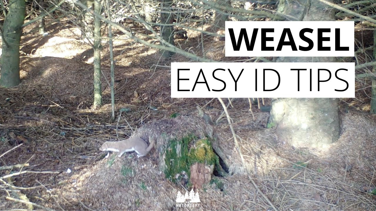 3 tips for identifying weasels in Britain - YouTube