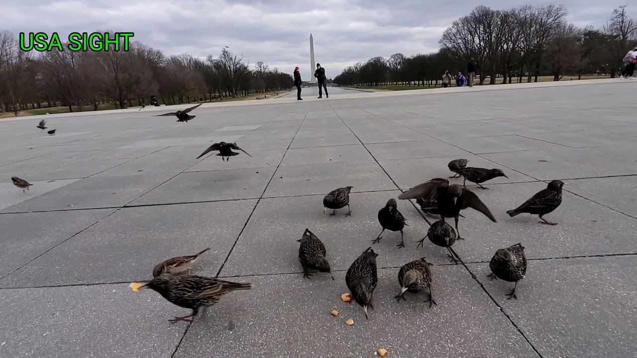 Washington D.C Travel: Feed the birds in front of the Lincoln Memorial ...