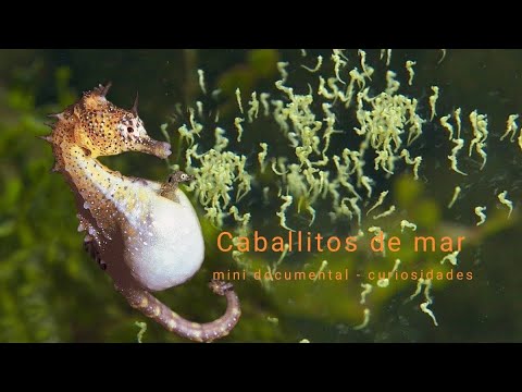 Caballitos de mar (Hipocampo)- mini documental - curiosidades - YouTube