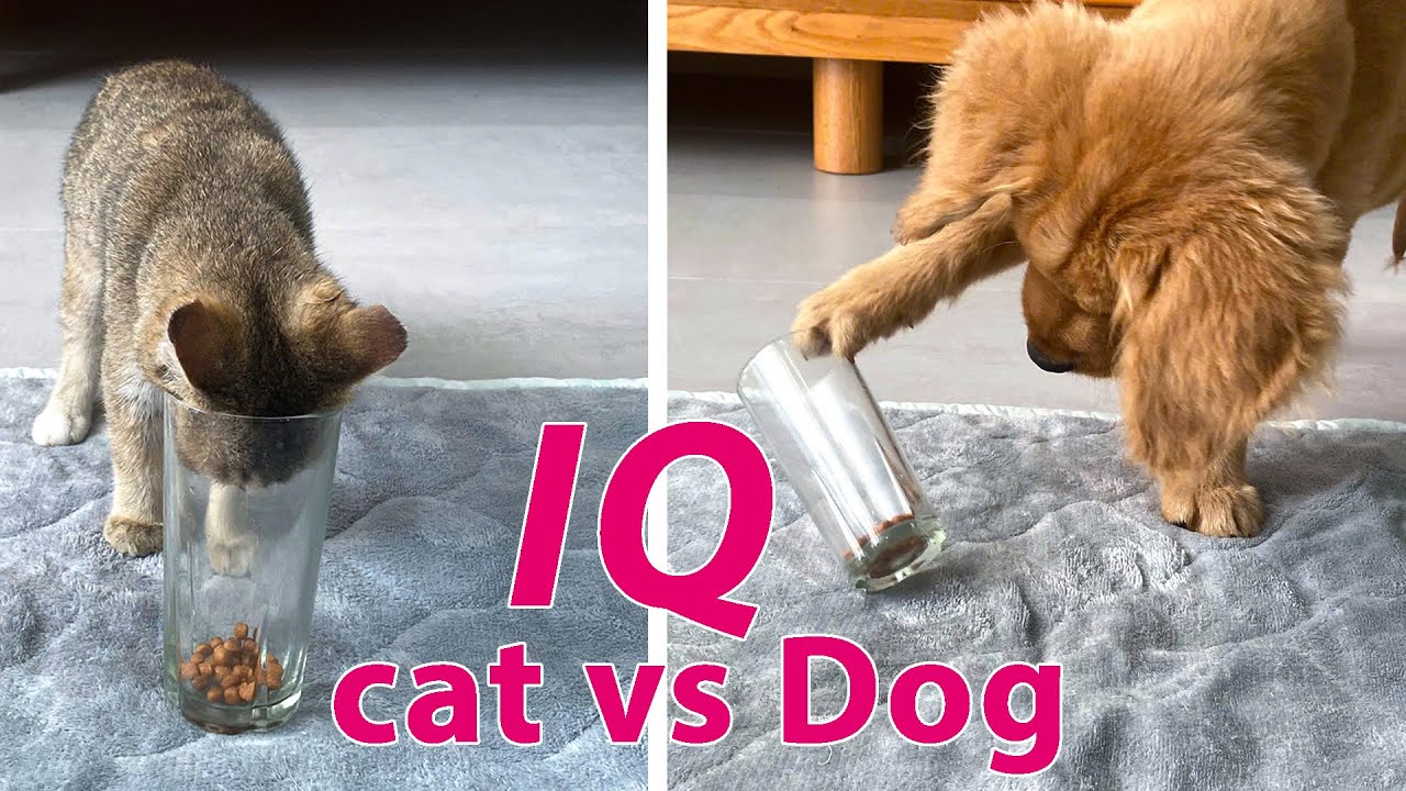 Dog vs Cat IQ Test! Is My Husky Smarter Than My Kitty Funny Animals ...