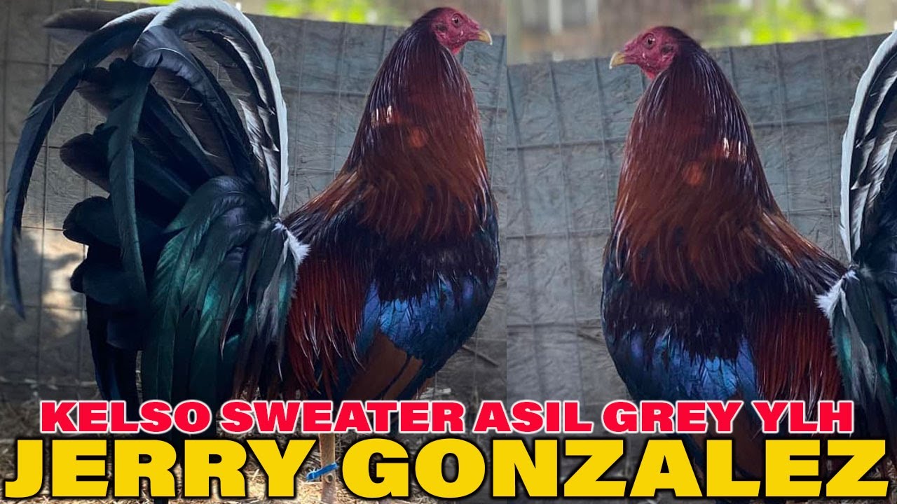 Yellow Leg Kelso Asil Sweater Jerry Gonzalez - Beautiful Birds - YouTube