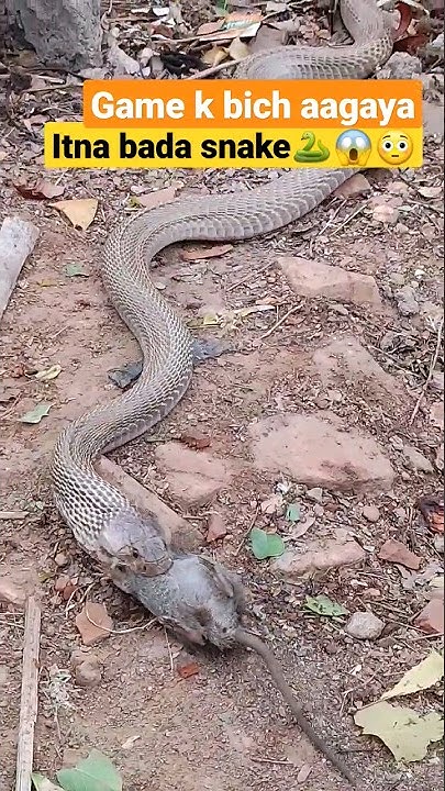 Snake kills and swallows mouse 🐍🐁 #shortsfeed #youtubeshorts #shorts # ...