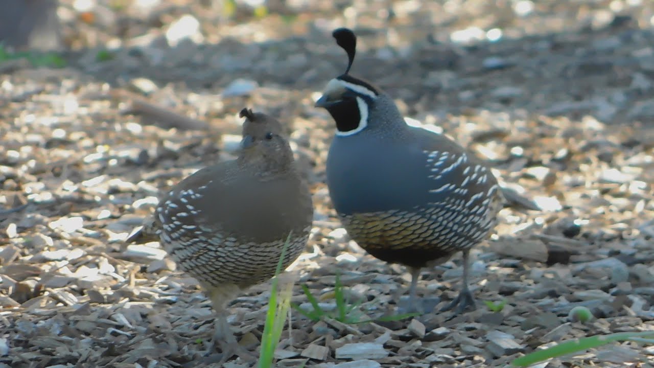 Lucky, Speedy, Bashful, Fluffy, California Quail, Peacock and Tree ...