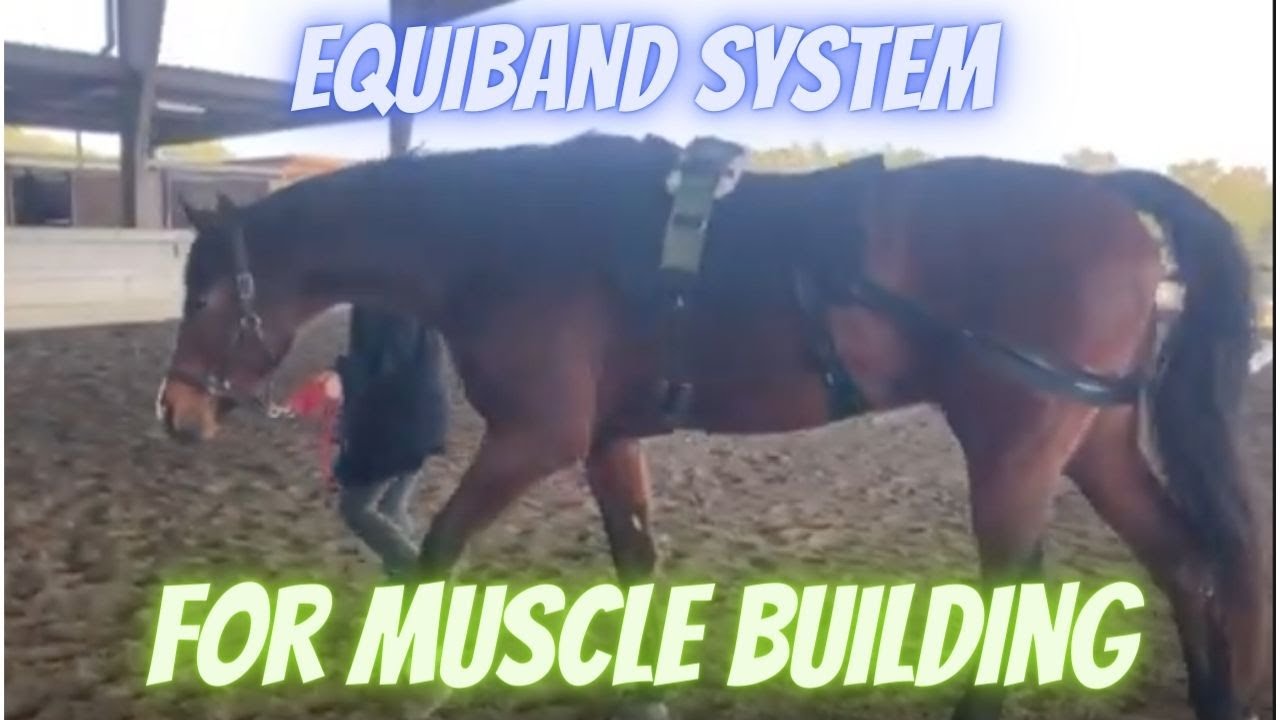 BEST Tendon Rehab Tool ️ Equiband System for Horses - YouTube