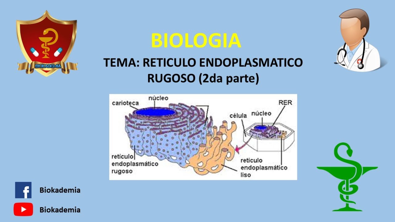 Tema: Retículo endoplasmático rugoso (parte 2) - YouTube