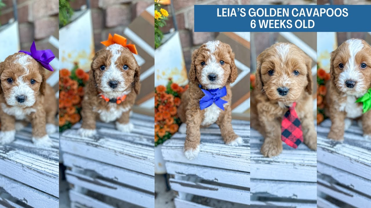 Leia's Golden Cavapoos 6 weeks old - YouTube