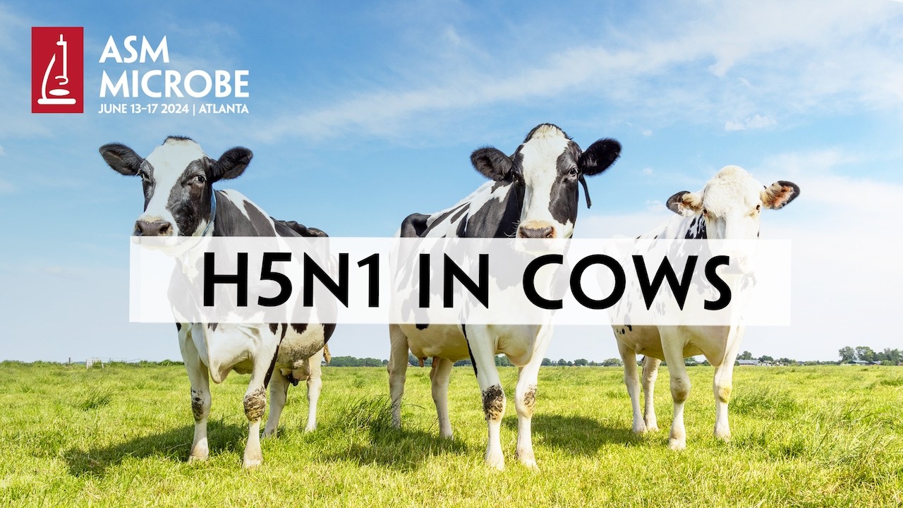 H5N1 Bird Flu in Cows, What Does That Mean for Us? - YouTube