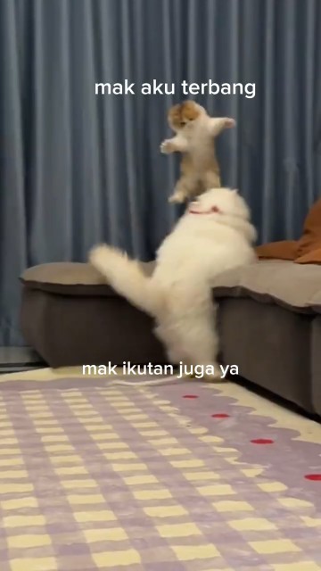 Aksi kucing terbang - YouTube