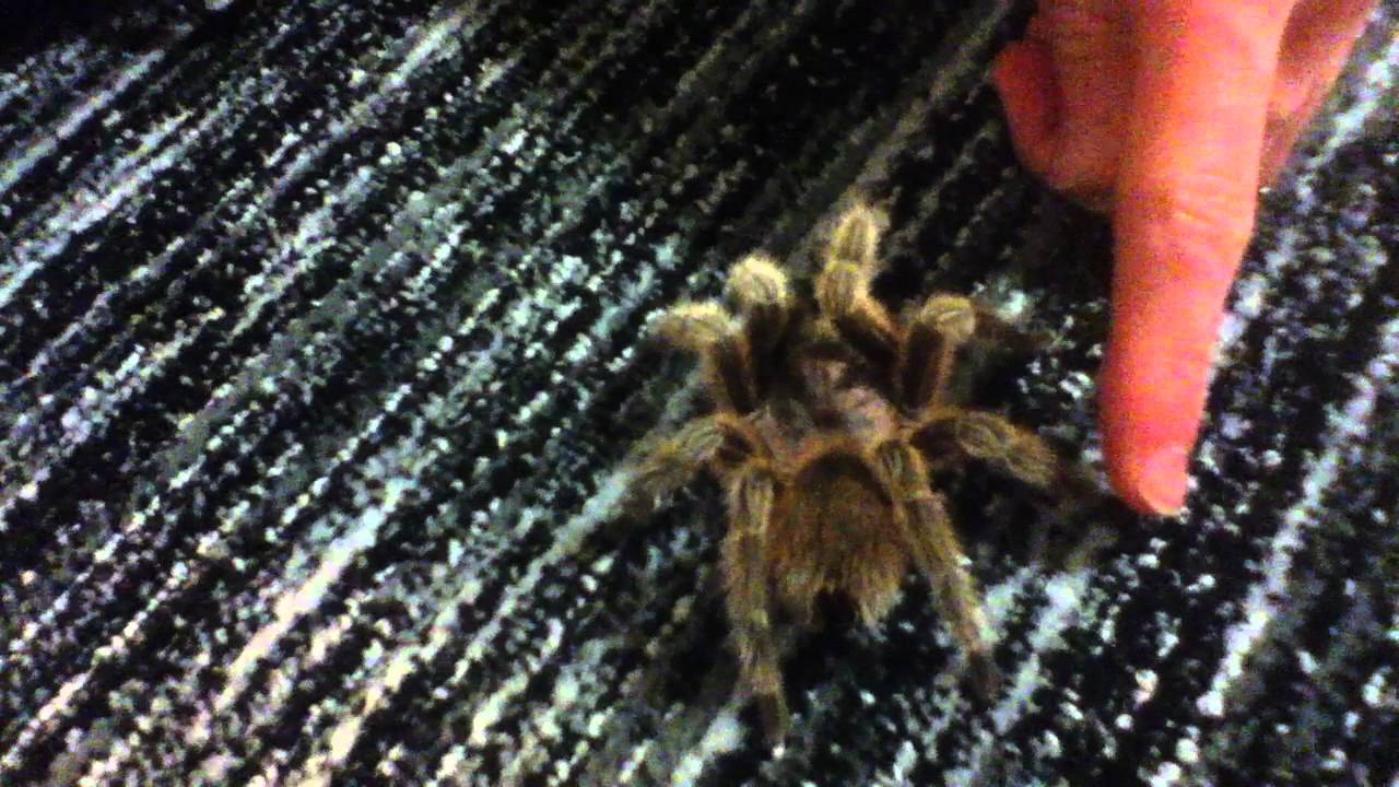 How to handle a tarantula - YouTube