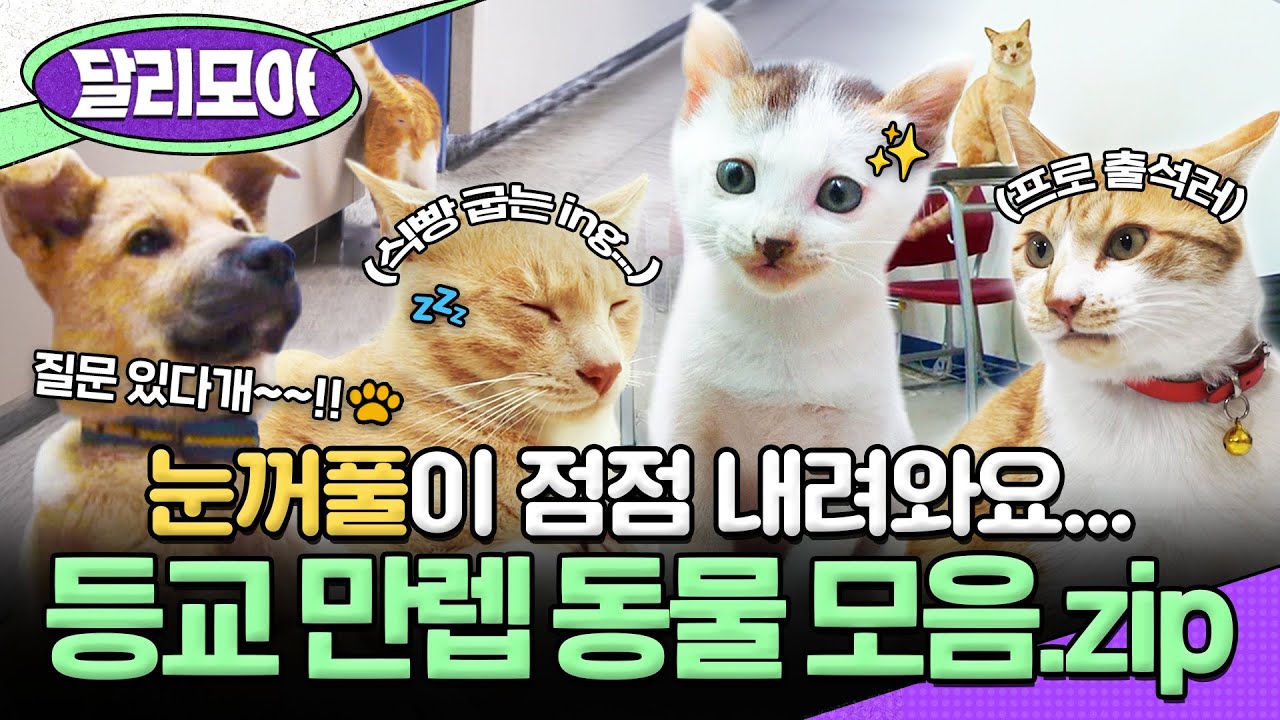 [📁#달리모아] 딩동댕동~🏫공부도 잠도 모두 포기 못 해! 등교 만렙 강쥐와 냥이 모음💞 #TV동물농장 #강아지 #고양이 #학교 ...