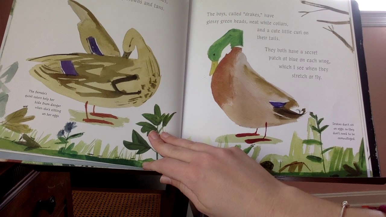 Just Ducks Read Aloud - YouTube