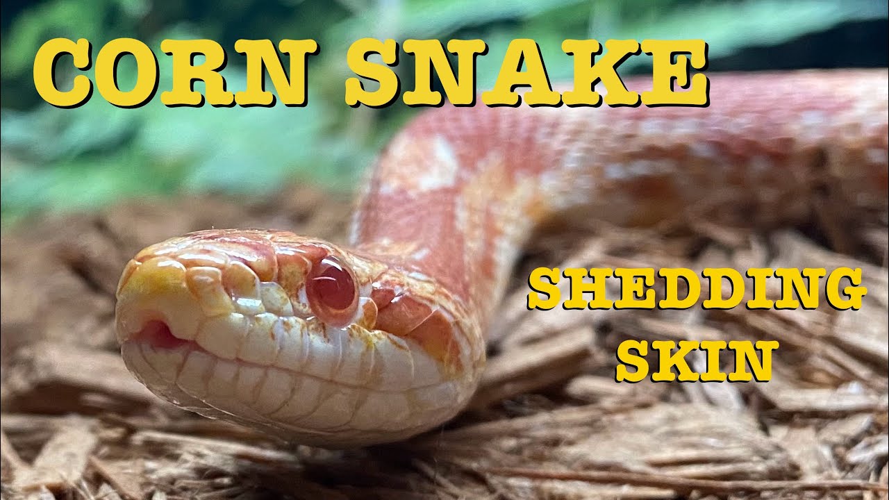 Corn Snake Shedding Skin - YouTube