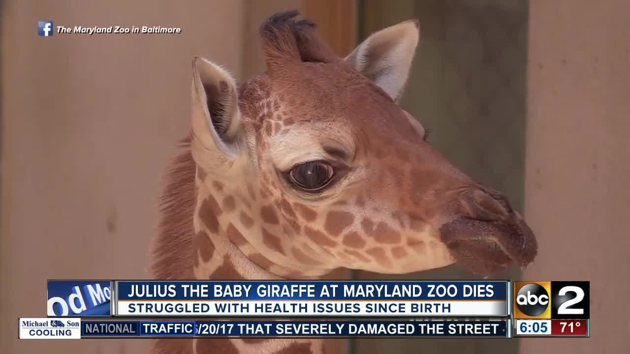 Julius the baby giraffe at The Maryland Zoo dies - YouTube