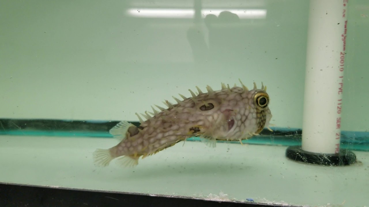Spiny Box Puffer $TBD - Caribbean - YouTube