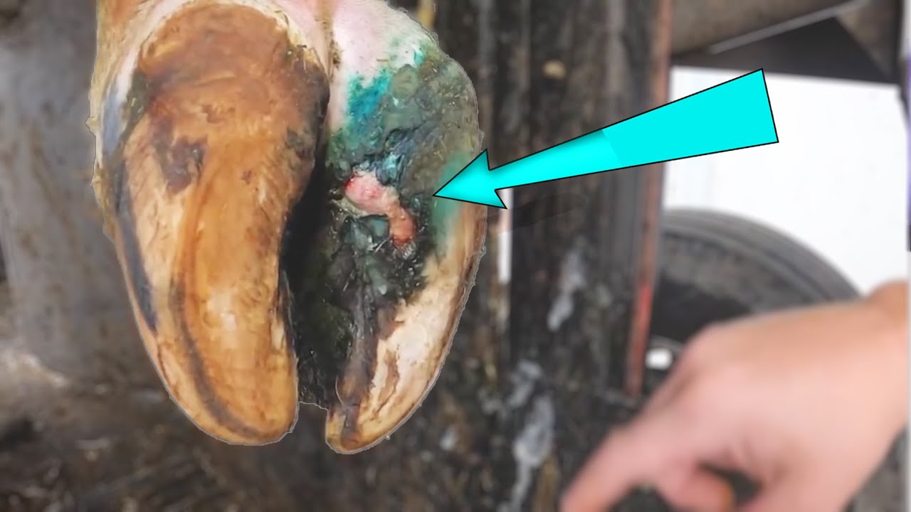 HUGE ULCER IN BULLS FOOT! - YouTube