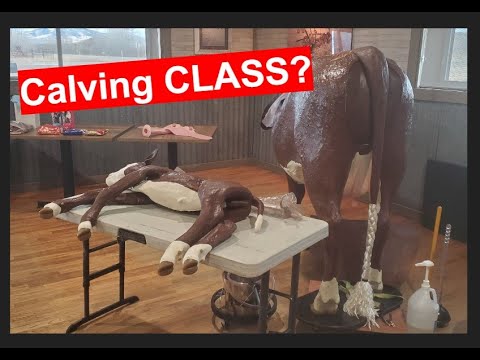 HOW TO Pull A Calf | Calving Class | Breech Calf - YouTube