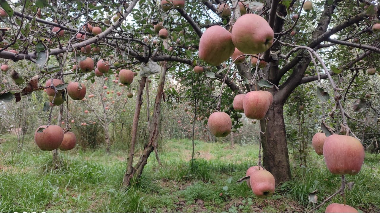 kashmiri 🍎 apple packing in shopian / 5 Layer /packing Pati /fresh ...