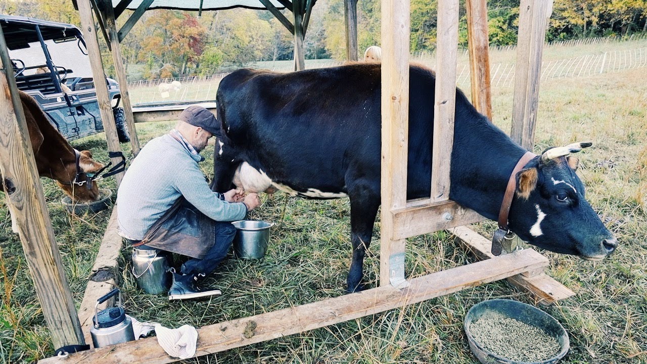 Our Family Cow is Hurting | One Simple Solution - YouTube