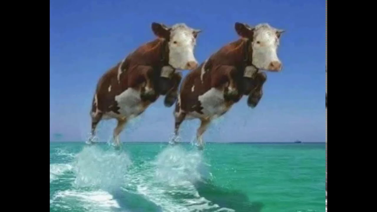 Cursed cow🐄 images - YouTube